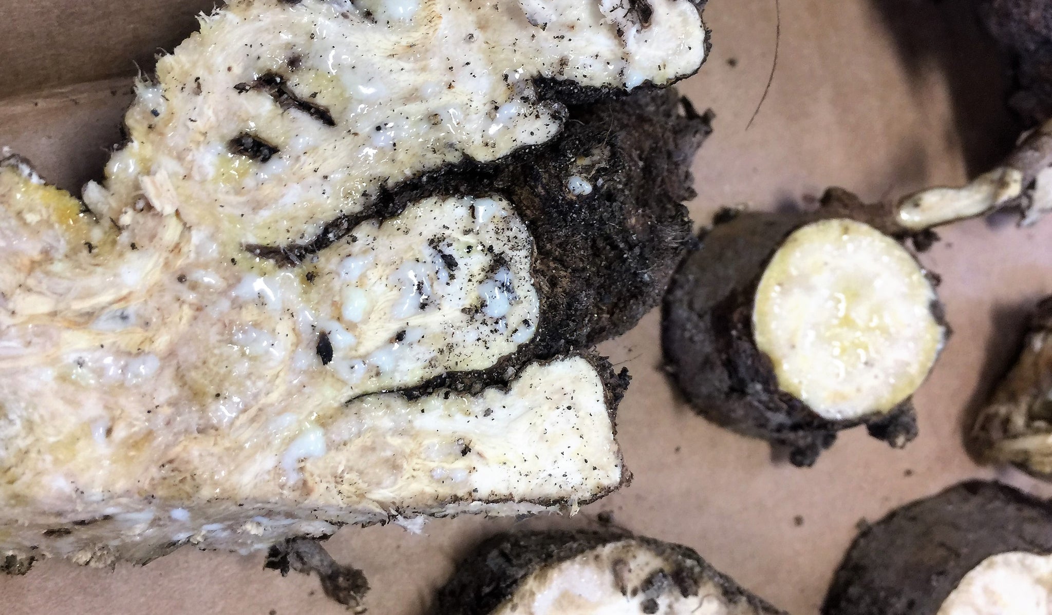 Lomatium dissectum Detox Rash Information - Barlow Herbal